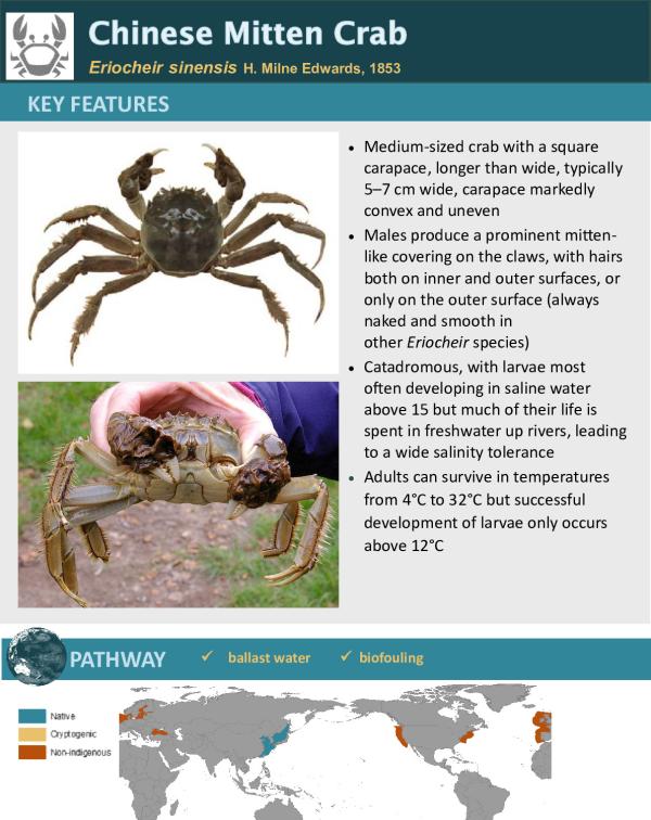Chinese mitten crab | Eriocheir sinensis Chinese mitten crab | Eriocheir sinensis